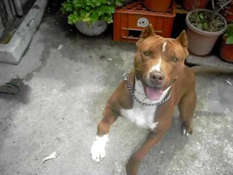 pitbull jugando (luna) Ecuador - YouTube