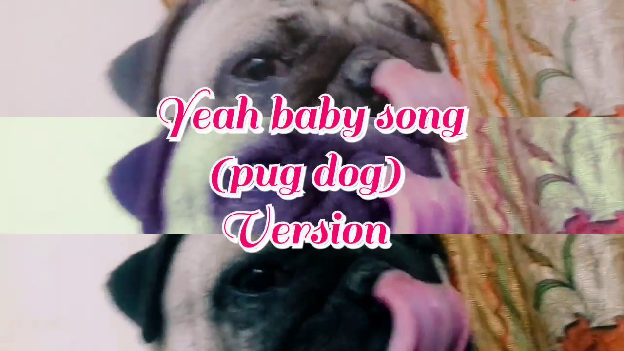 Chotagauravzone|Yeah baby SONG (PUG DOG) Version - YouTube