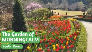 The Most Beautiful Gardens in South Korea :  The Garden of MorningCalm
