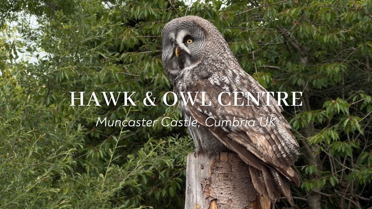 Up Close with Hawks & Owls – Muncaster Castle, Cumbria, UK - YouTube