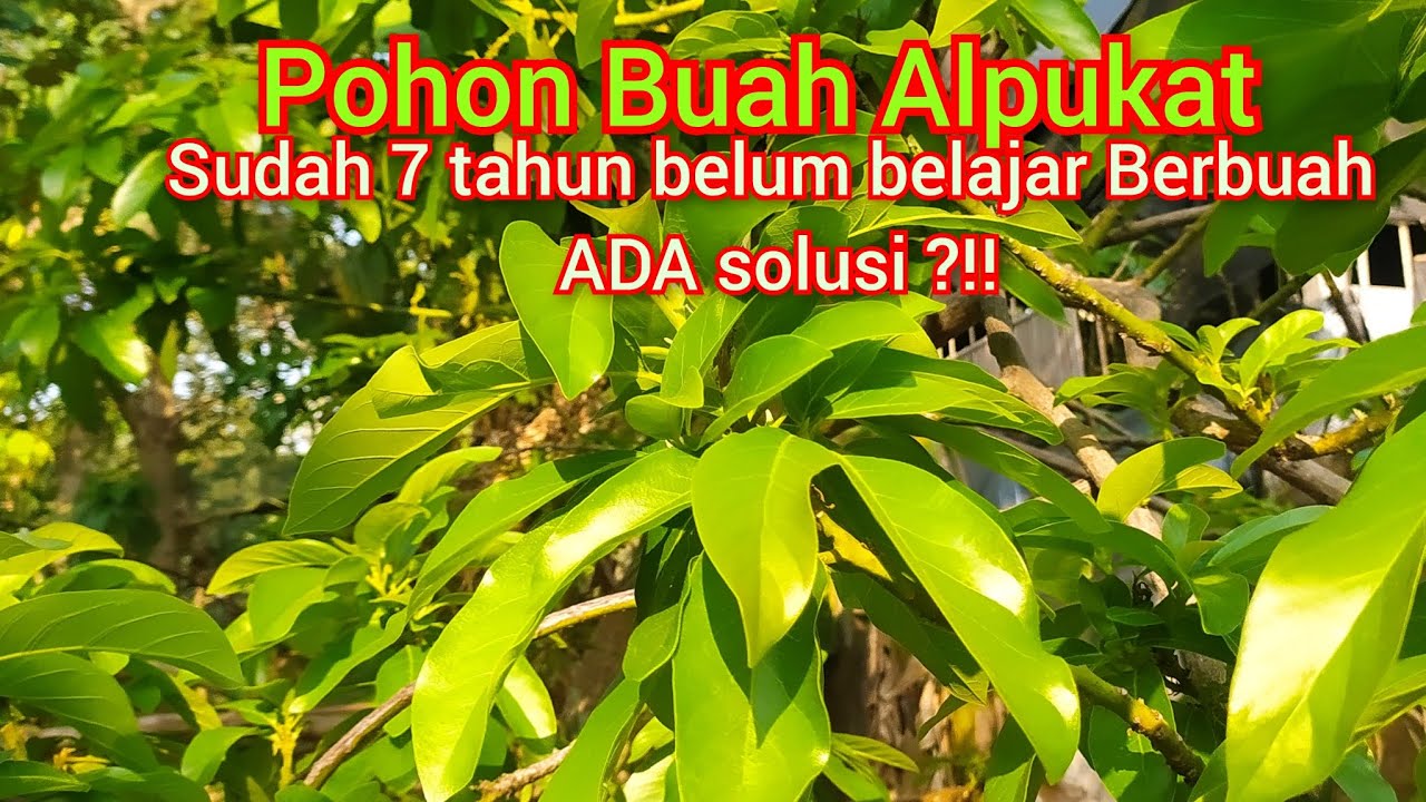 Solusi pohon buah Alpukat yang lamanya 7 tahun belum mau berbuah - YouTube