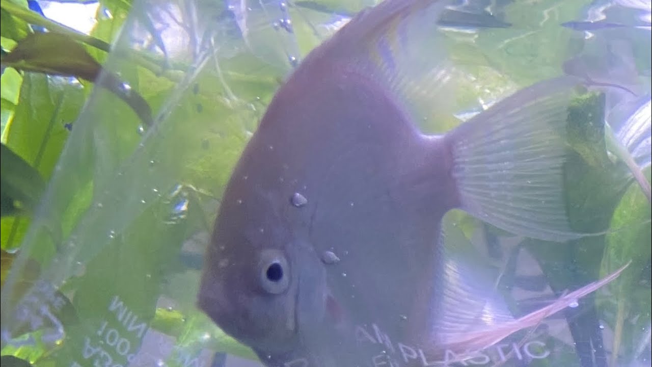 Treatment Of Fin Rot Disease In Diamond Angel Fish || 🐠🐠 - YouTube