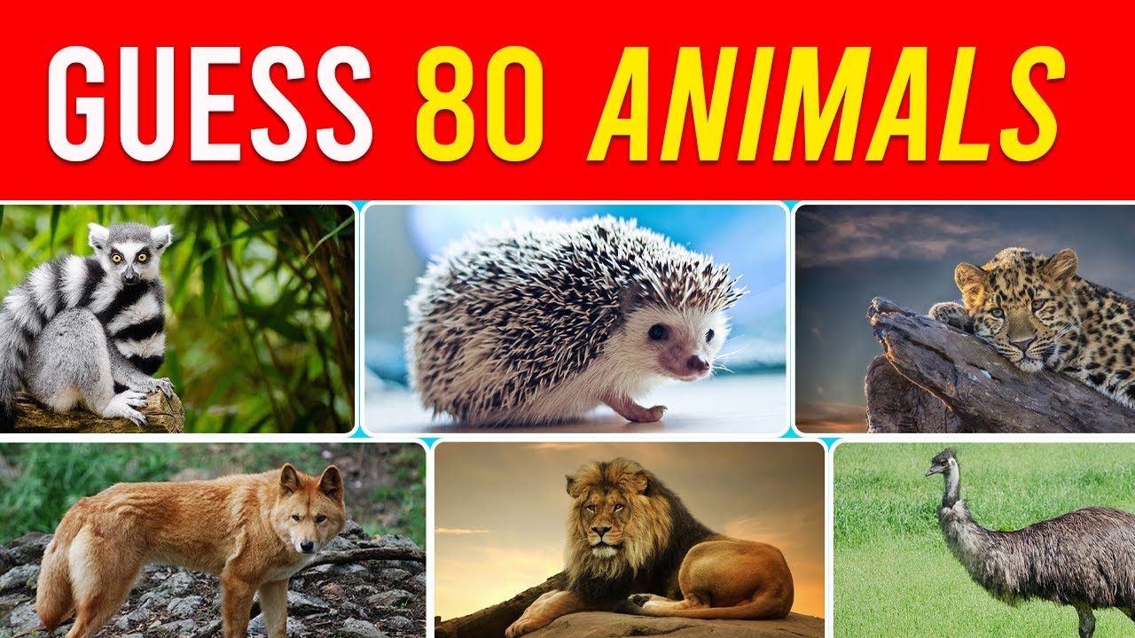 Guess 80 Animals in 3 Seconds (Animal Quiz) - Easy to Hard - YouTube
