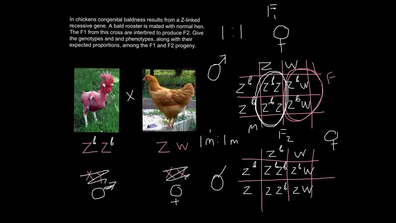 Сongenital baldness inheritance in birds ZZ/ZW - YouTube