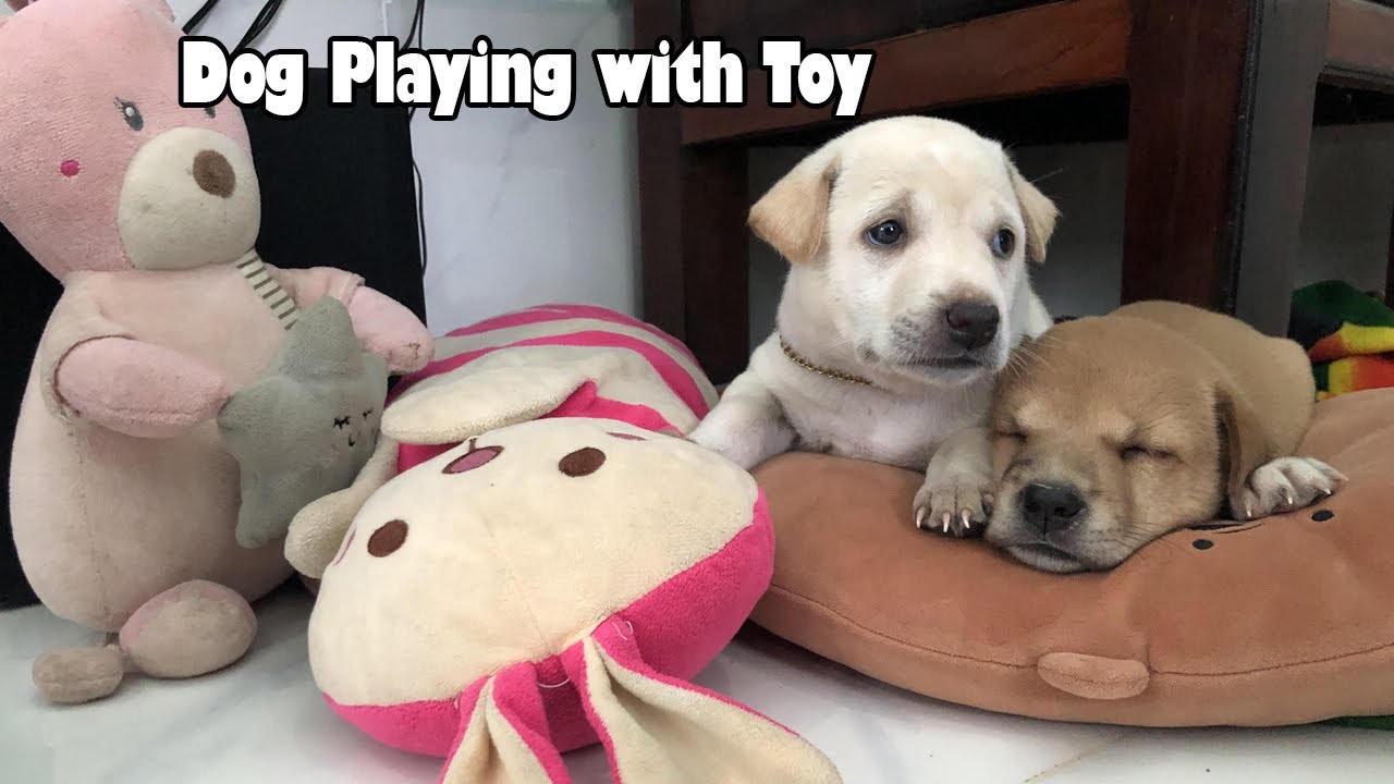 Baby Dog Sleep home very cute and wonderful - YouTube