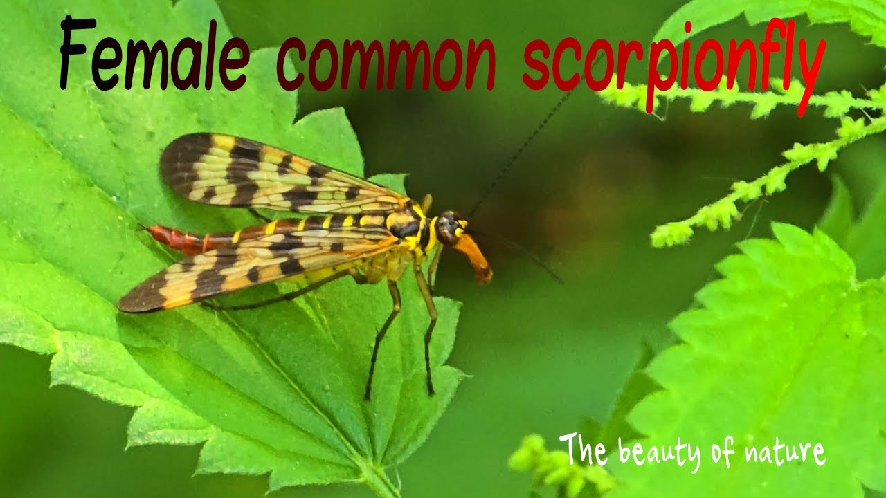 Common female scorpion fly / beautiful insect in nature. - YouTube