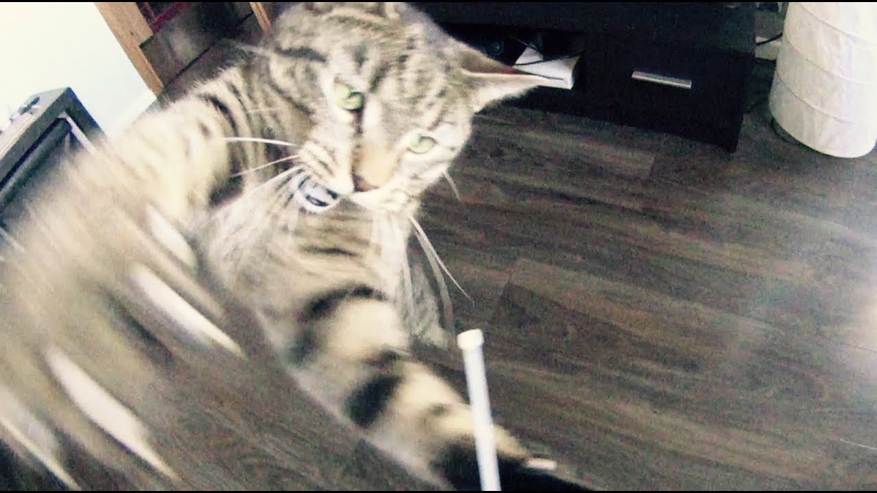 Cat attack, showing his wild nature - YouTube