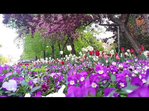 🌸 Spring in Vienna: Stunning Flowers Blooming Across the City 🌼\