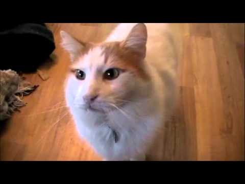 My Turkish Van Cat: Roswell