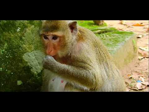 A Monkey Mating Amazing - YouTube