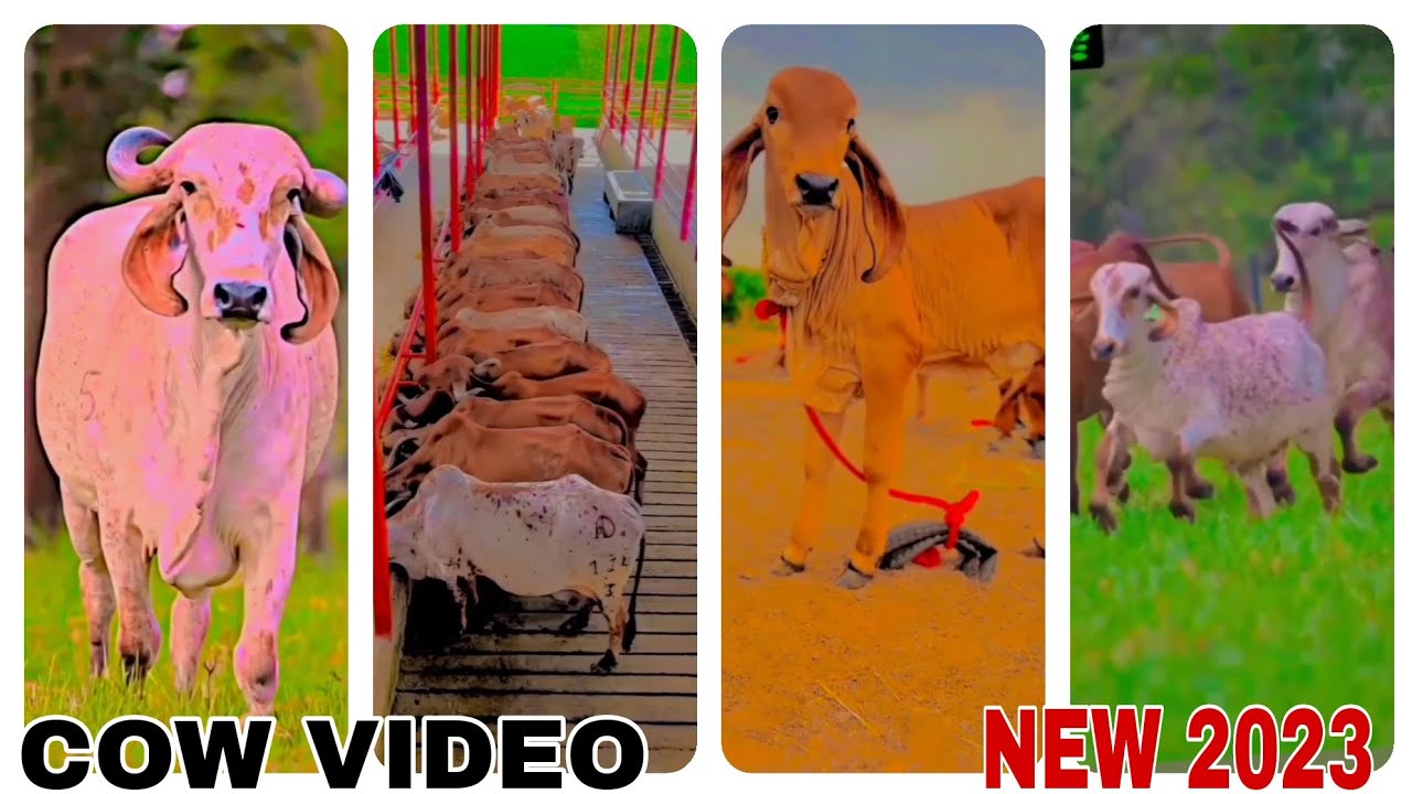 @smartgovaliyo...3120 YouTube channel new video cow 2023/ #new # ...