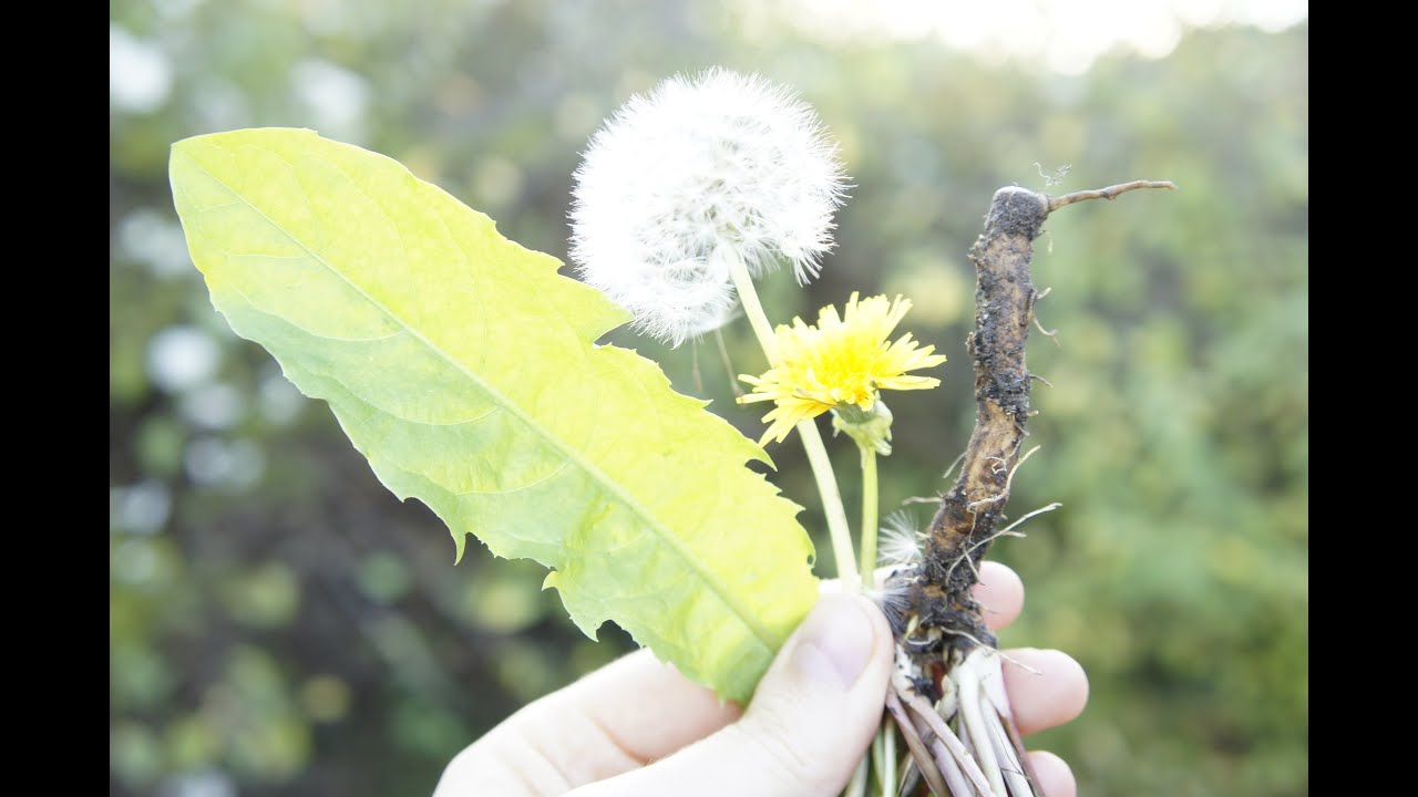Dandelion: Identification, Uses, Folklore & Edible Flowers: Taraxacum ...