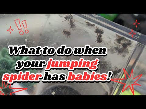 My Jumping Spider Had Babies! Now What?! | 5 Helpful Steps