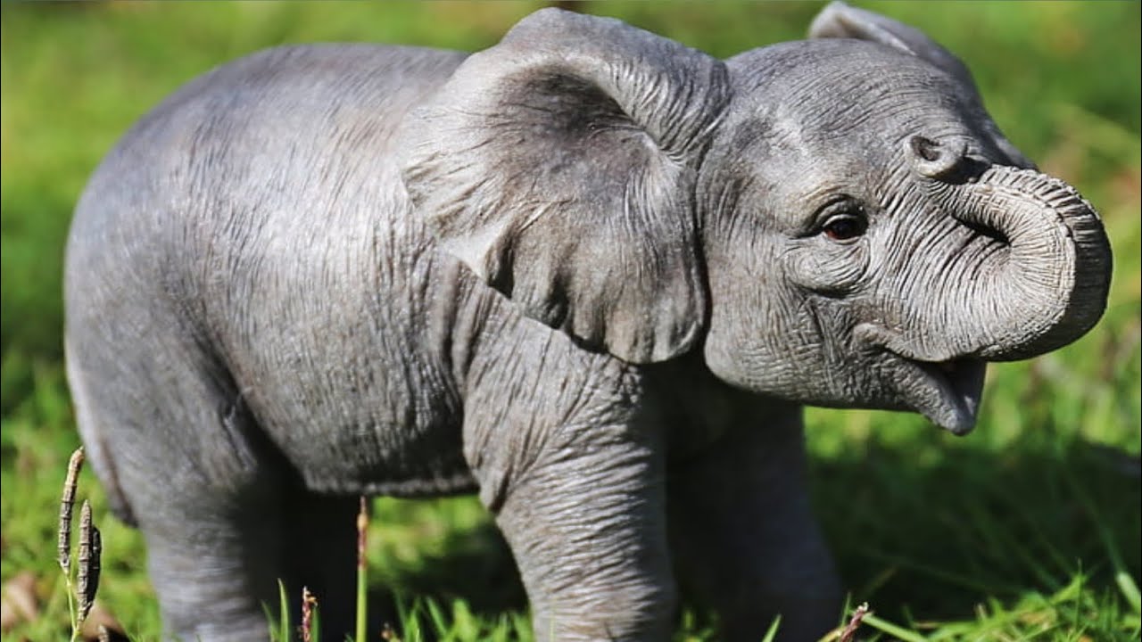 funny ellyphant 🥰 cute elephants💖 animals !! word animals ️ - YouTube