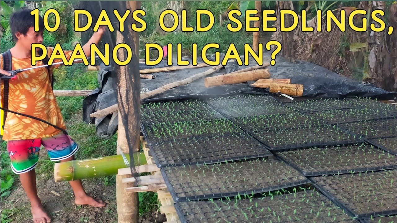 PAANO MAGDILIG SA PUNLANG TALONG? - YouTube