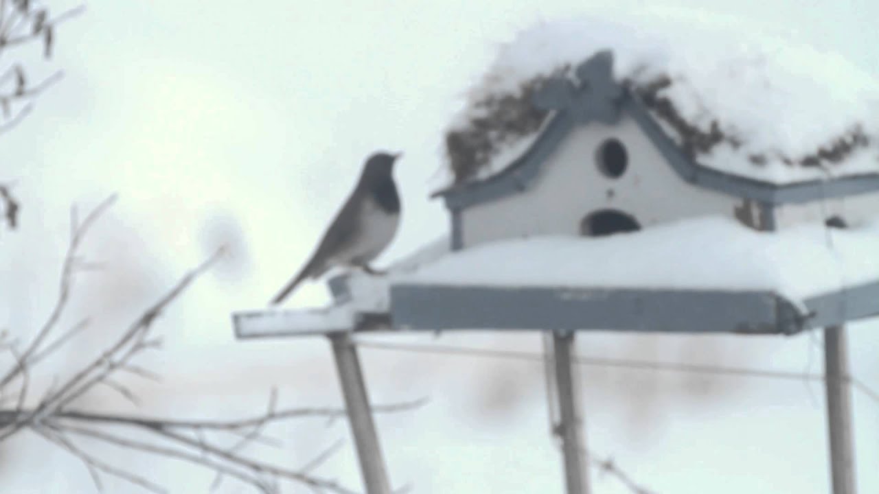 Black-throated Thrush (Turdus atrogularis) Mehamn, Norway - YouTube