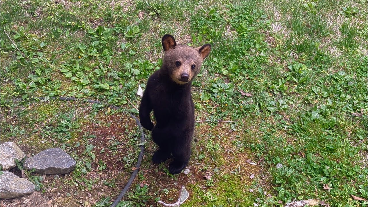 Bear Simone Grants Us An Encore - YouTube