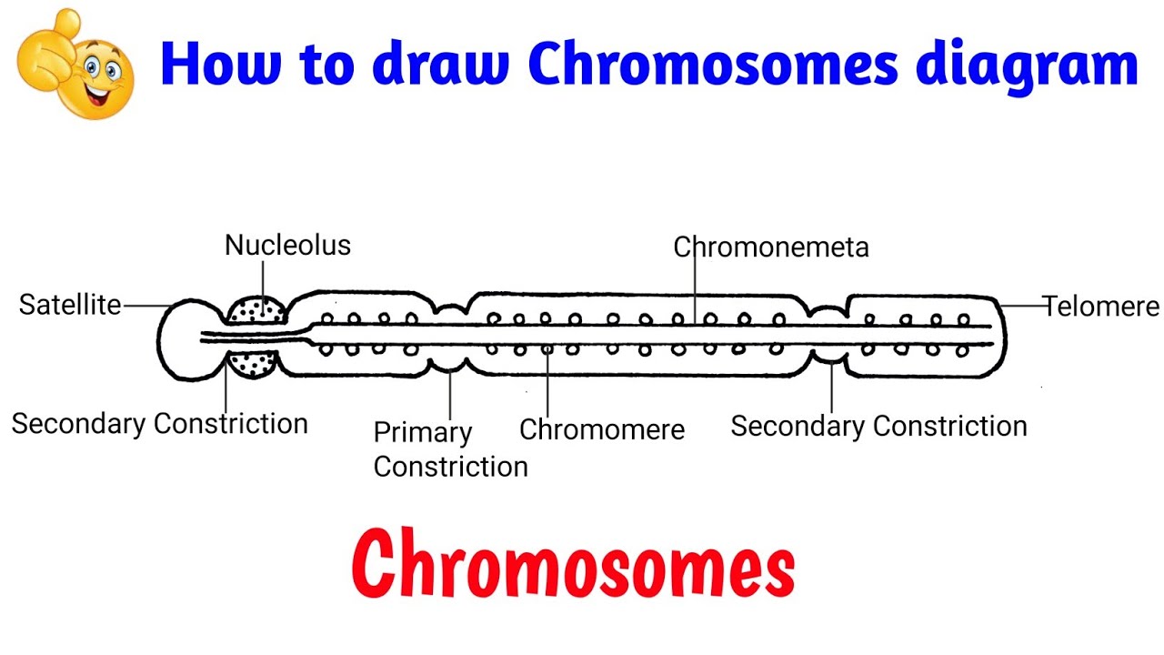 how to draw chromosome | how to draw chromosome diagram - YouTube