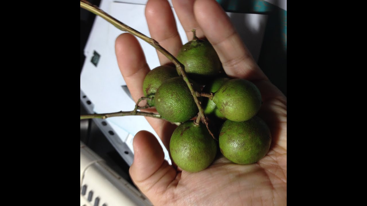 Weird Fruit - Limoncillo - Dominican Republic - YouTube