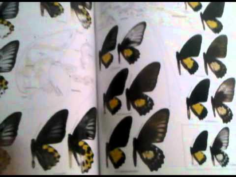 Natural history of birdwing butterfly (book review) - YouTube