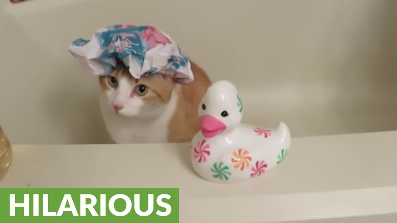 Cat sits in empty bathtub, wears shower cap - YouTube