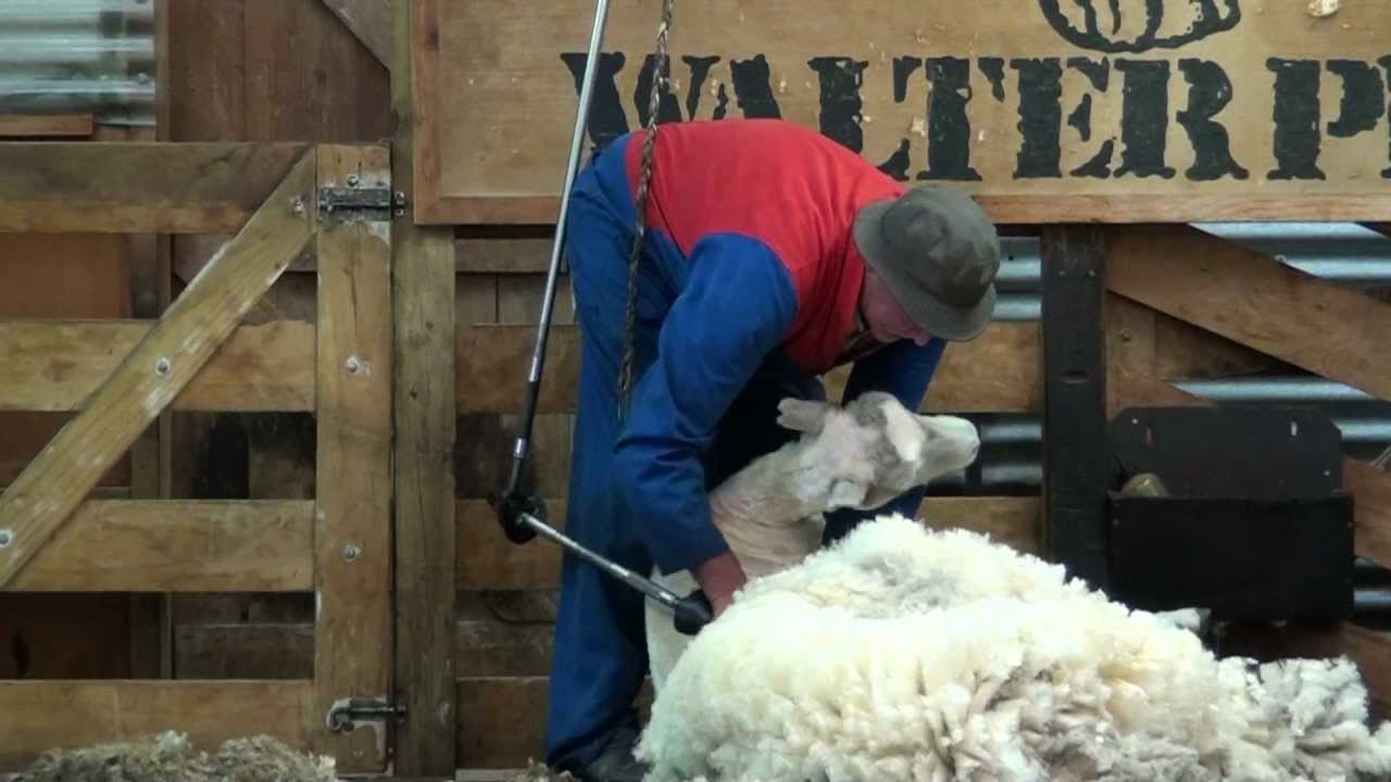 Walter Peak Sheep Station Queenstown, New Zealand - YouTube