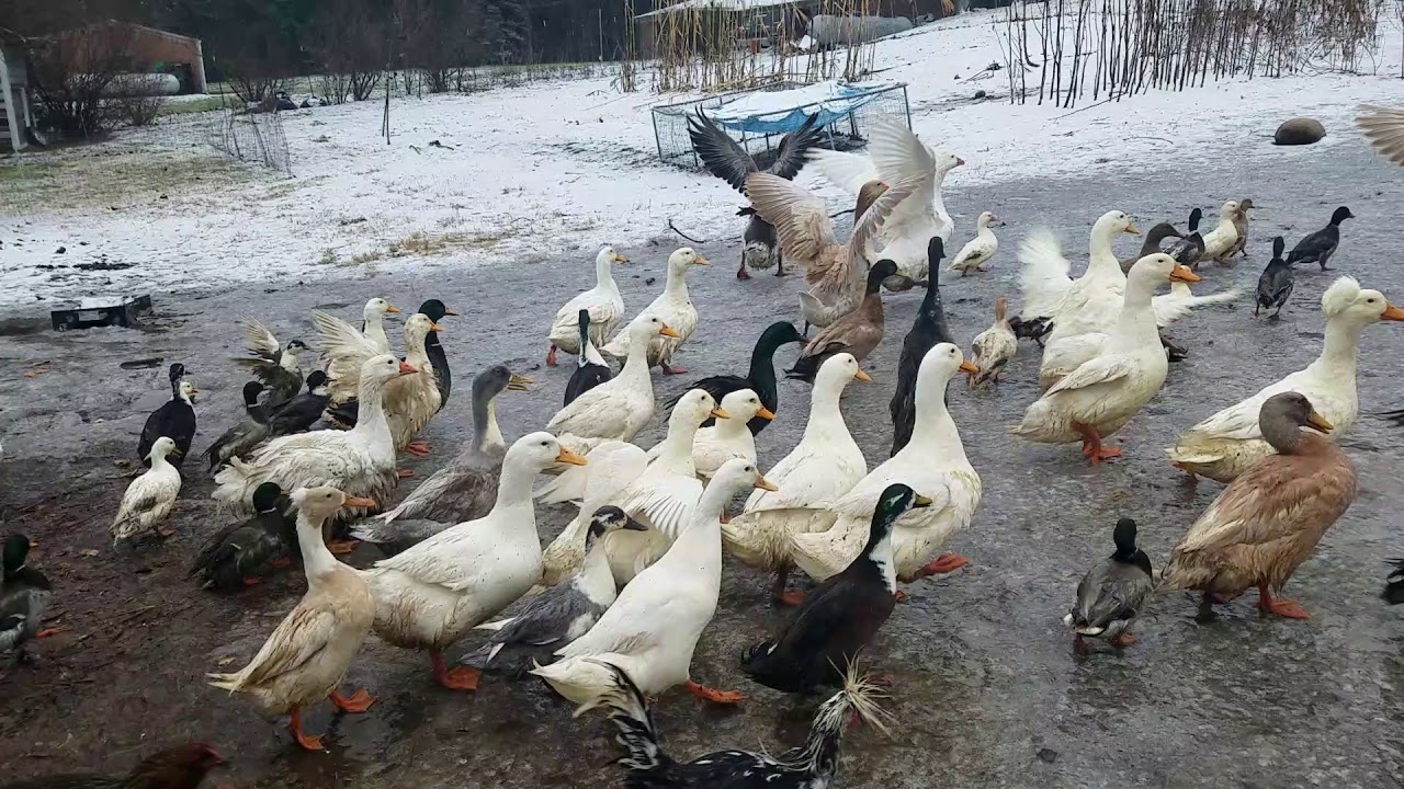 Duck feet slapping on ice - YouTube
