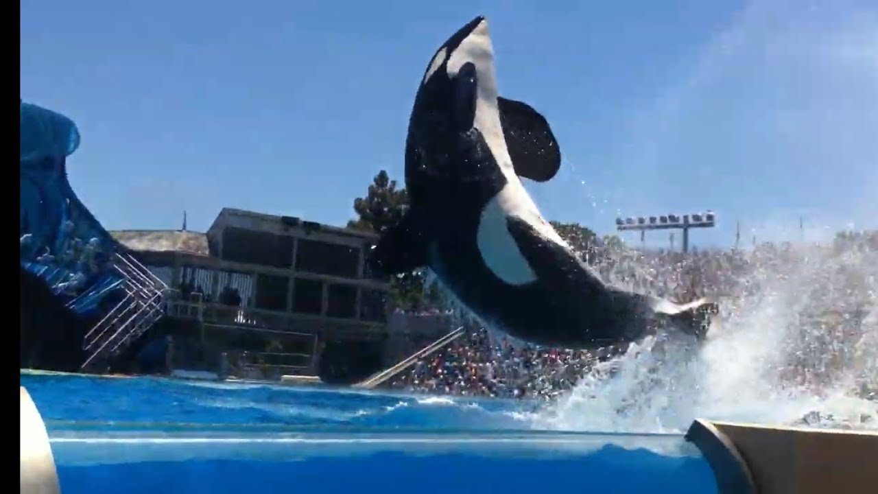 One ocean shamu killer whale orca show - SeaWorld San Diego #seaworld # ...