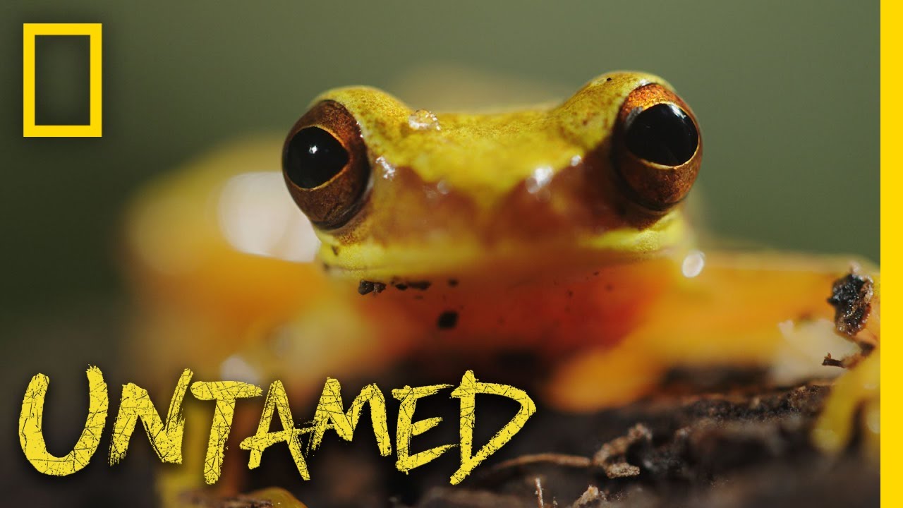 Jimmy The Giant Frog