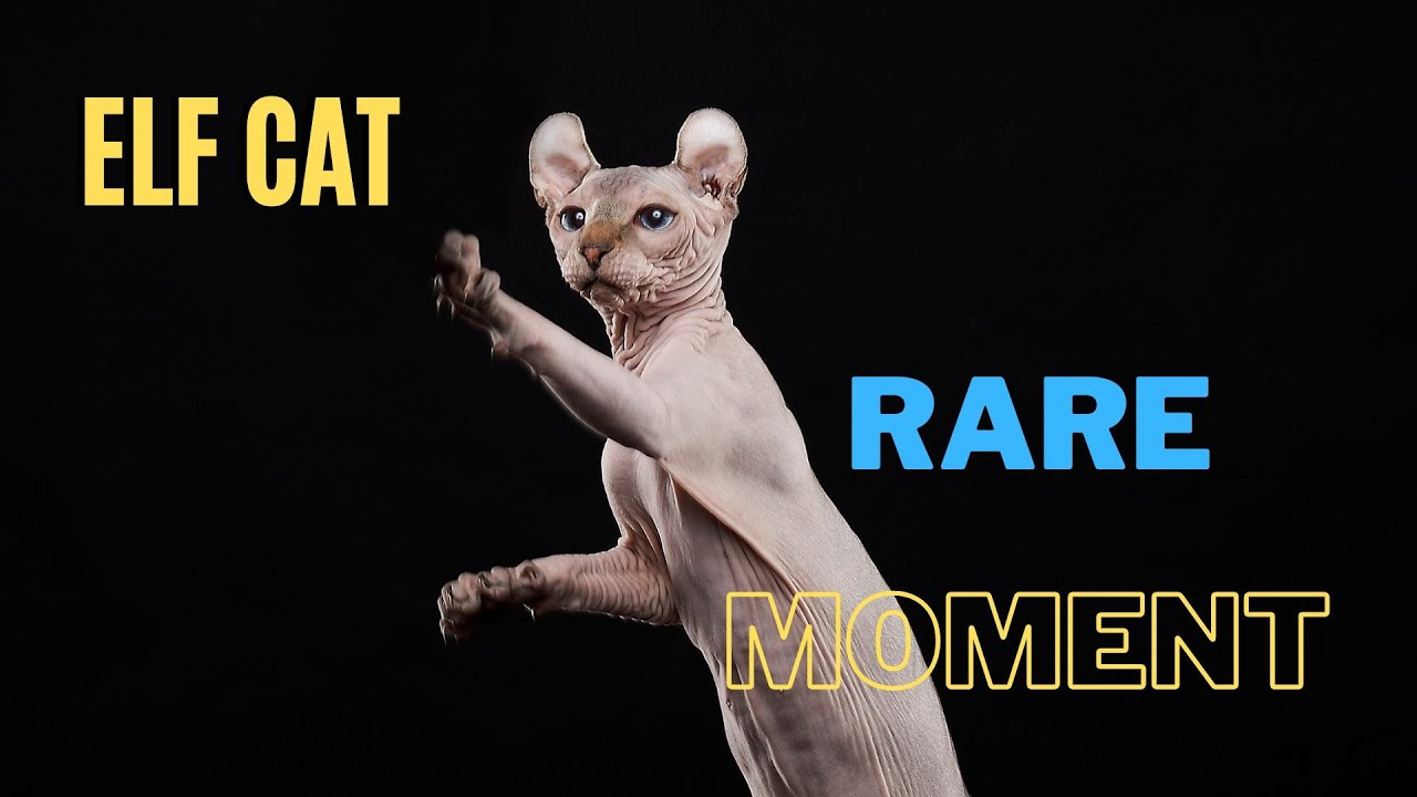 Elf Sphynx Cat - This Very Rare Moment Is Incredible! - YouTube