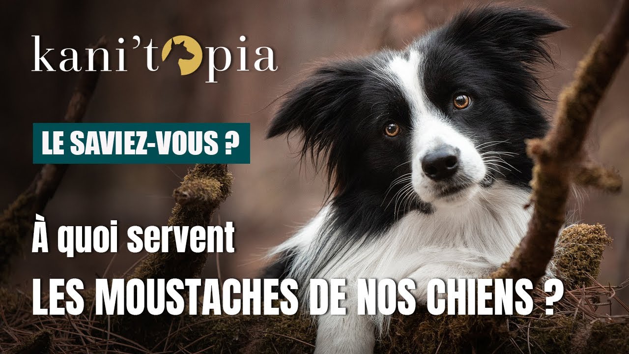 LE SAVIEZ-VOUS ? LES MOUSTACHES DES CHIENS A QUOI SERVENT-ELLES ? 🐶 ...