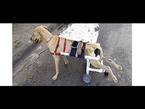 El perro con muletas - YouTube