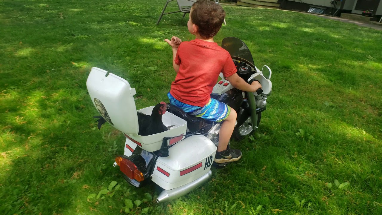 Our rooster riding with Jaxson on his Harley - YouTube
