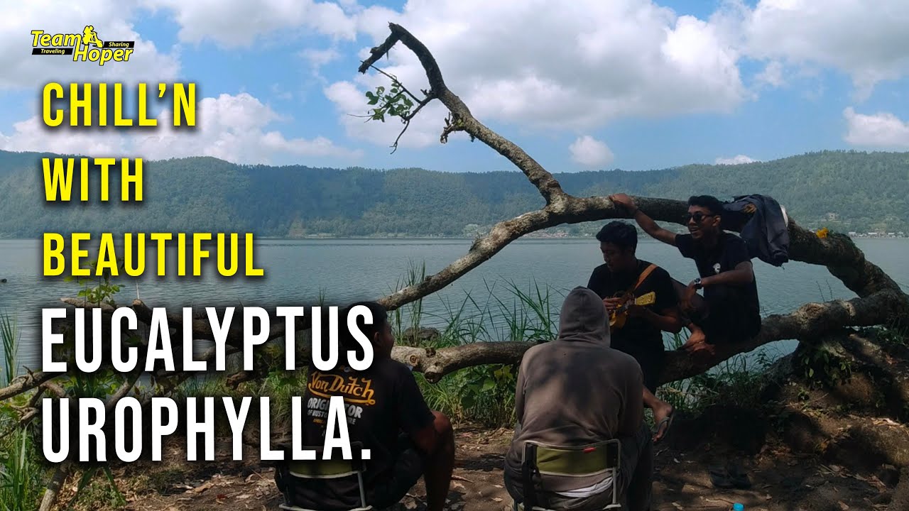 CAMPING DI AMPUPU KEMBAR, KINTAMANI | BEAUTIFUL EUCALYPTUS UROPHYLLA ...