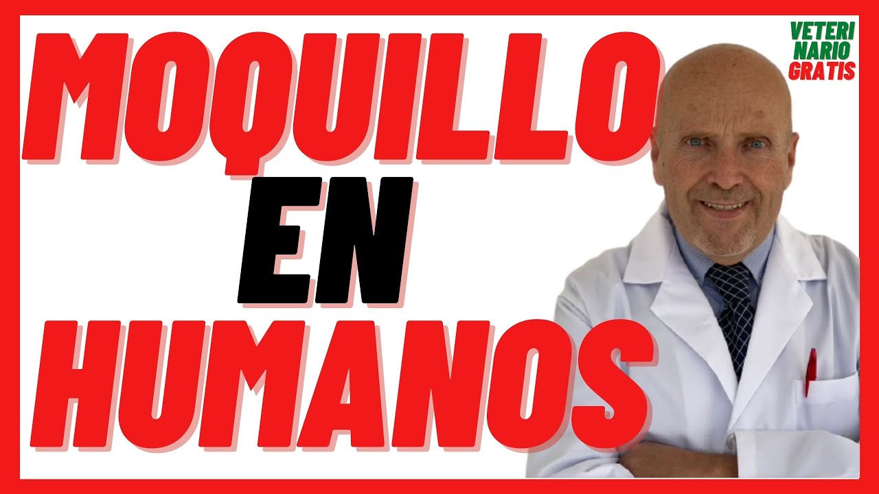 🔴 MOQUILLO o Distemper en HUMANOS Síntomas ¿El moquillo canino es ...