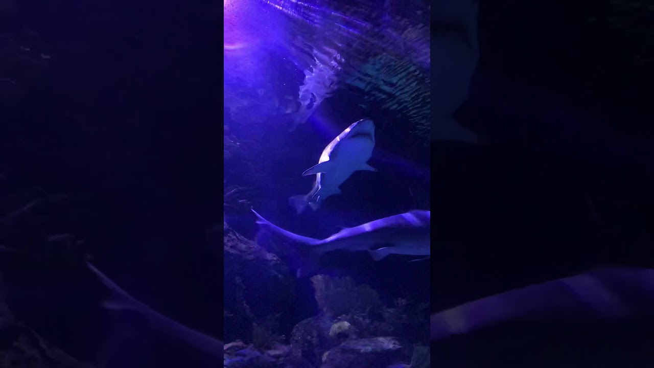 Train Ride at The Aquarium Restaurant in Houston. Shark Tank Houston ...