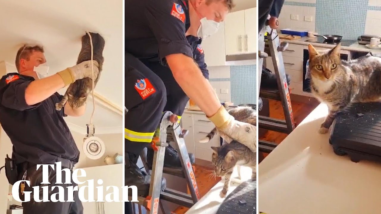 Cat rescued by Sydney firefighters after getting stuck in roof - YouTube