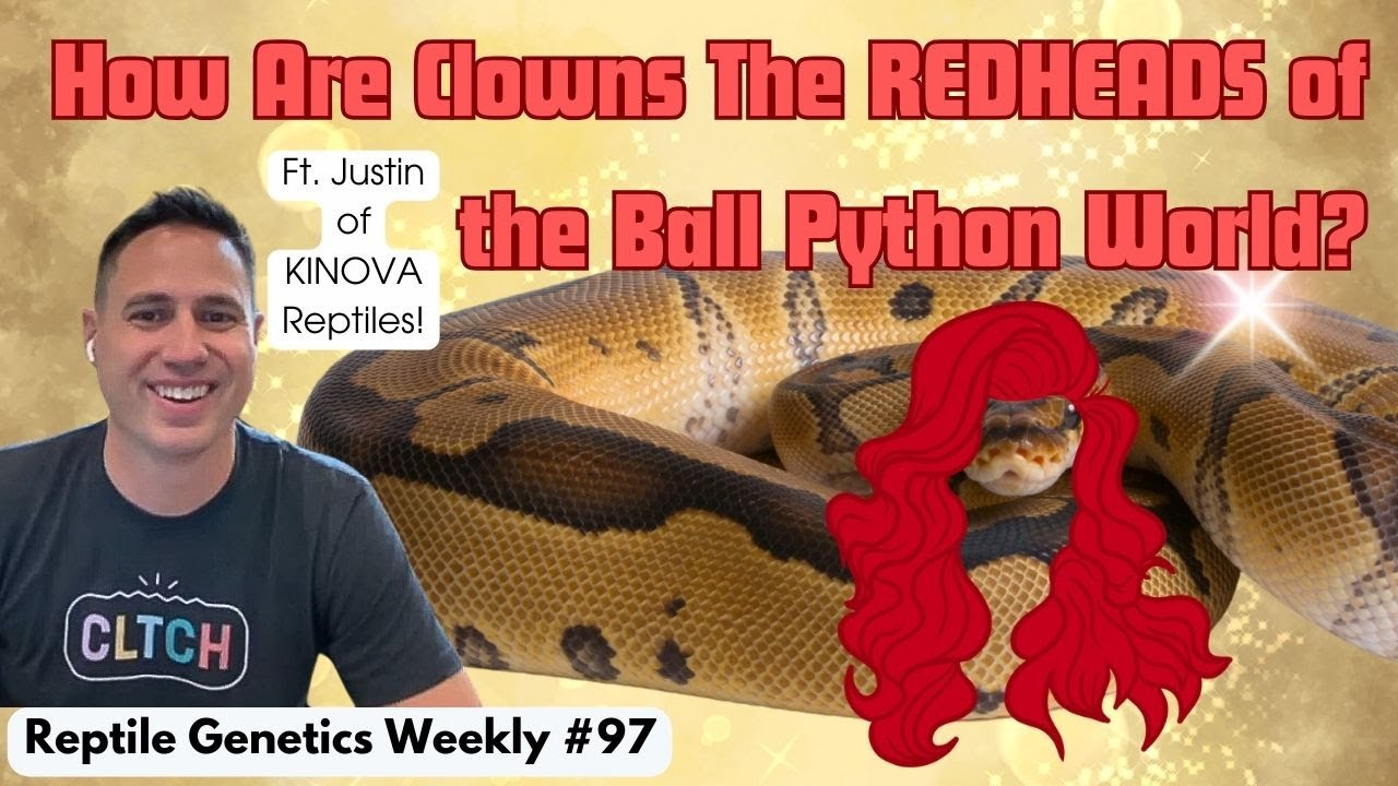 How Are Clowns Like Redheads? Feat. Justin of KINOVA Reptiles! - RGW Ep ...