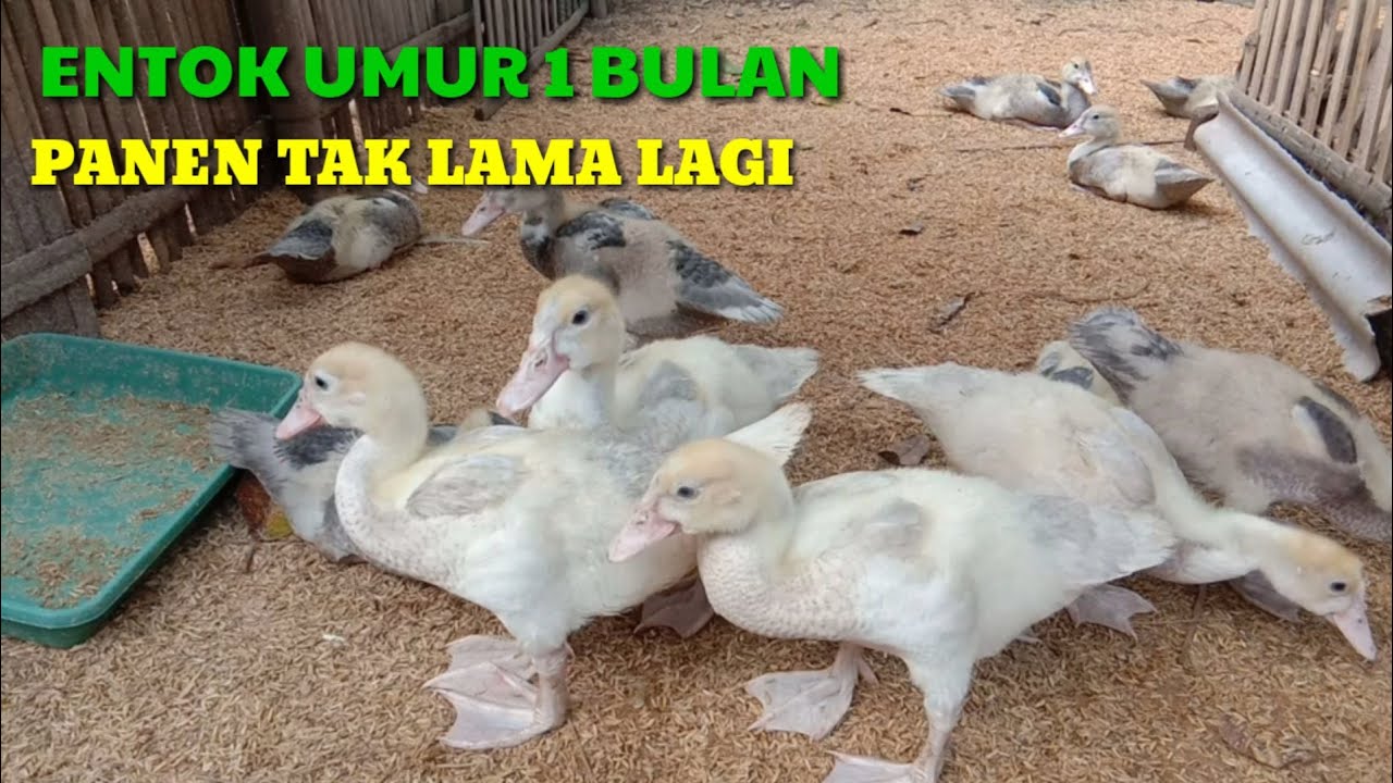 ENTOK USIA 1 BULAN @jsbdragon - YouTube