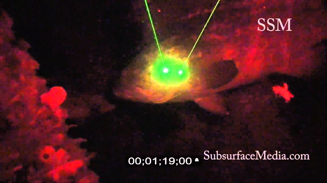 Stock Footage; Night dive with lasers to measure marine life - YouTube