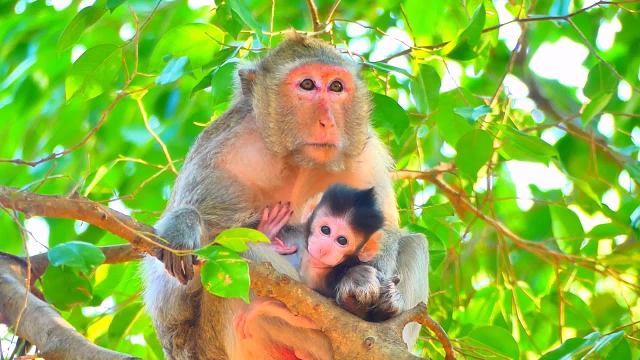 Ahhh! Lovely monkey mother take care her little baby on the tree she is ...