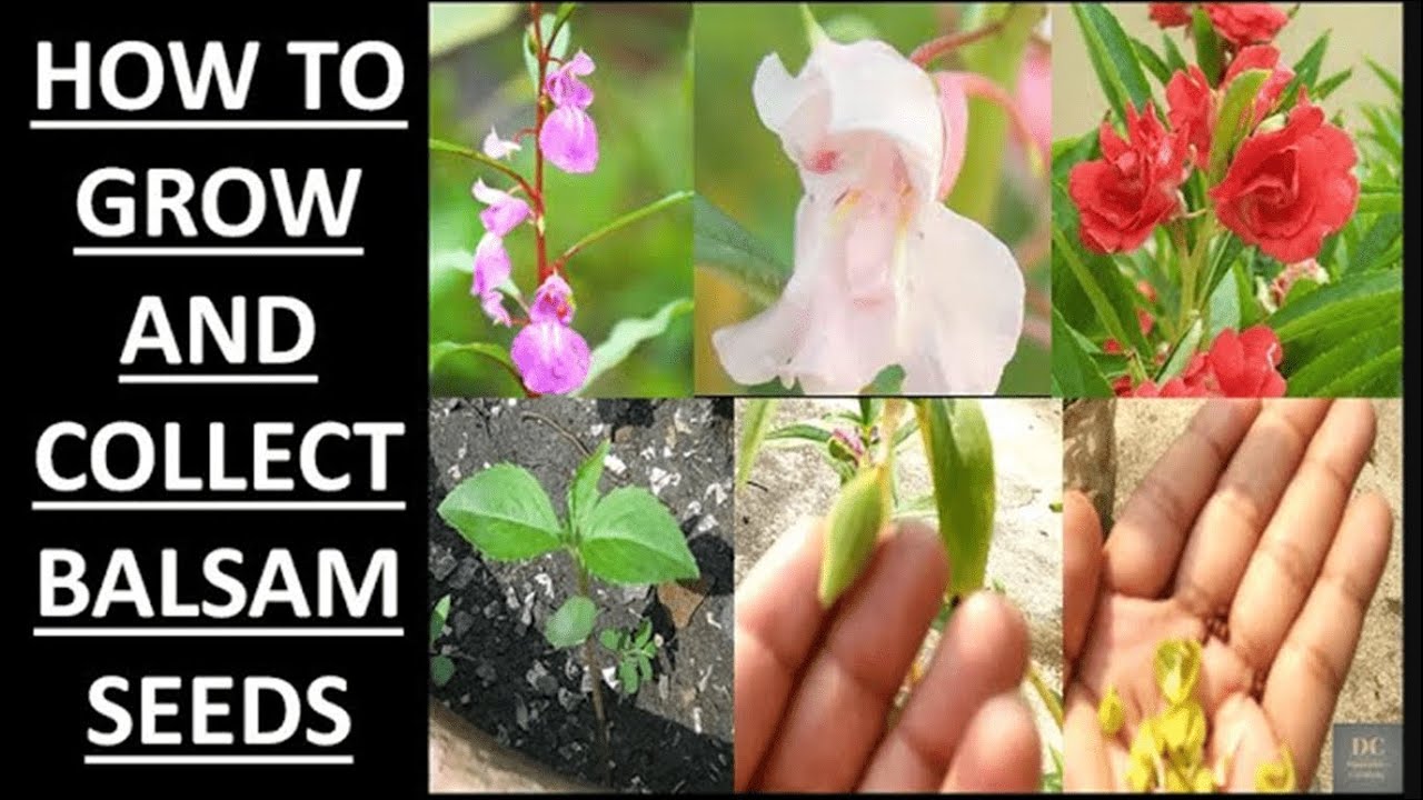 How to Grow And Collect Balsam Seeds - YouTube