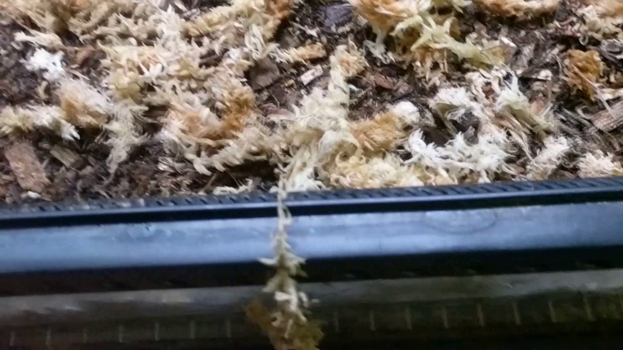 How to build a Poison Dart Frog Vivarium: Part 2! Actual Building - YouTube