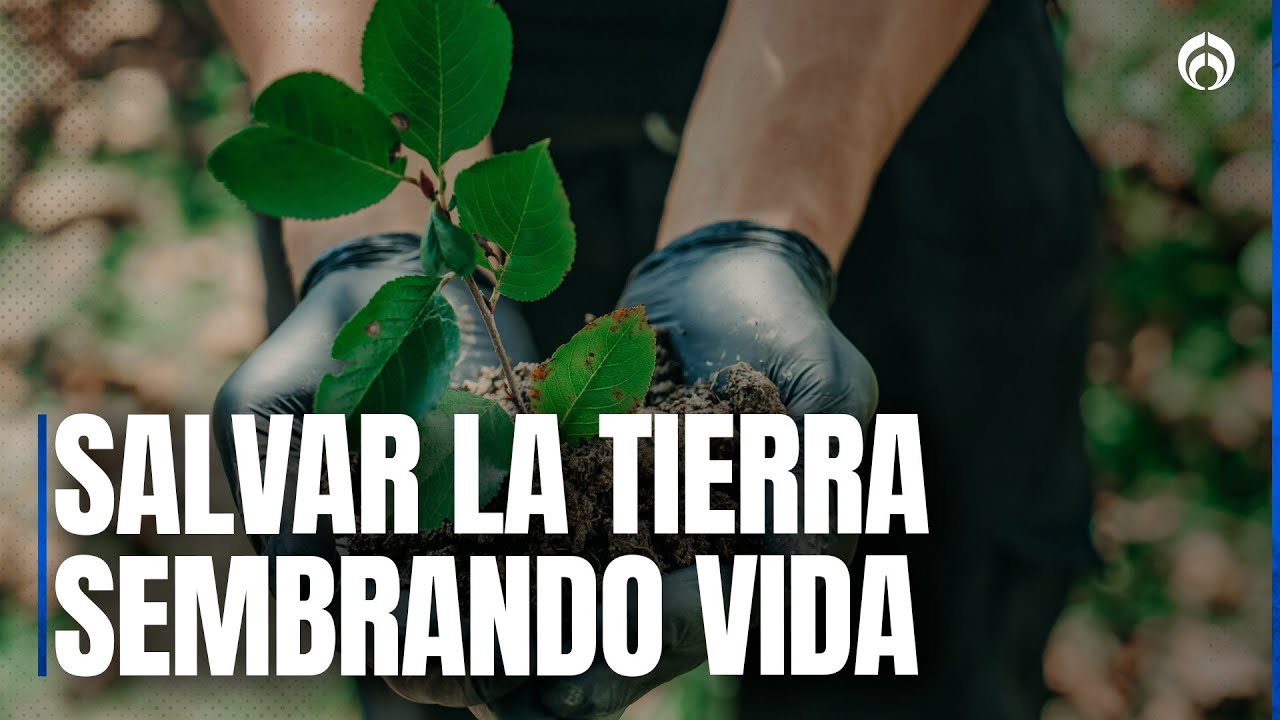 Así Reforestacción logró plantar más de 2 millones de árboles en 5 años ...
