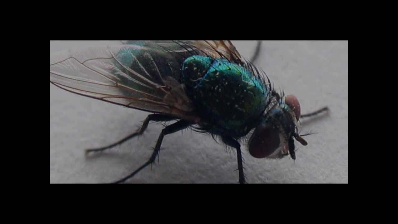 Shaping Behaviour - Can you train a fly? - YouTube