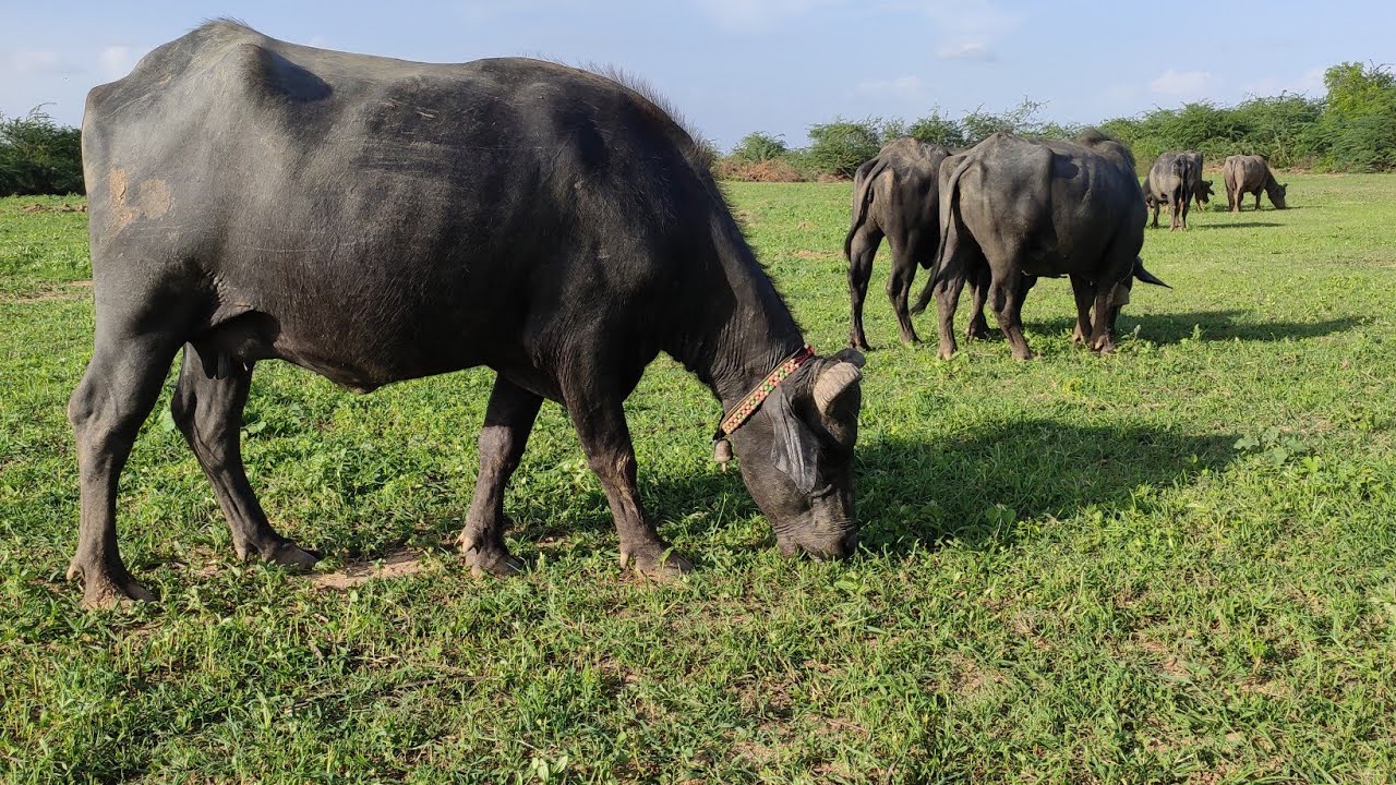 #banni #dairyfarme Banni buffalo kutch Gujarat for sell - YouTube