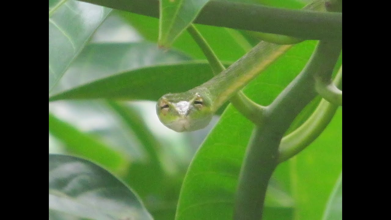 The Green Vine snake on our Mango Tree - YouTube