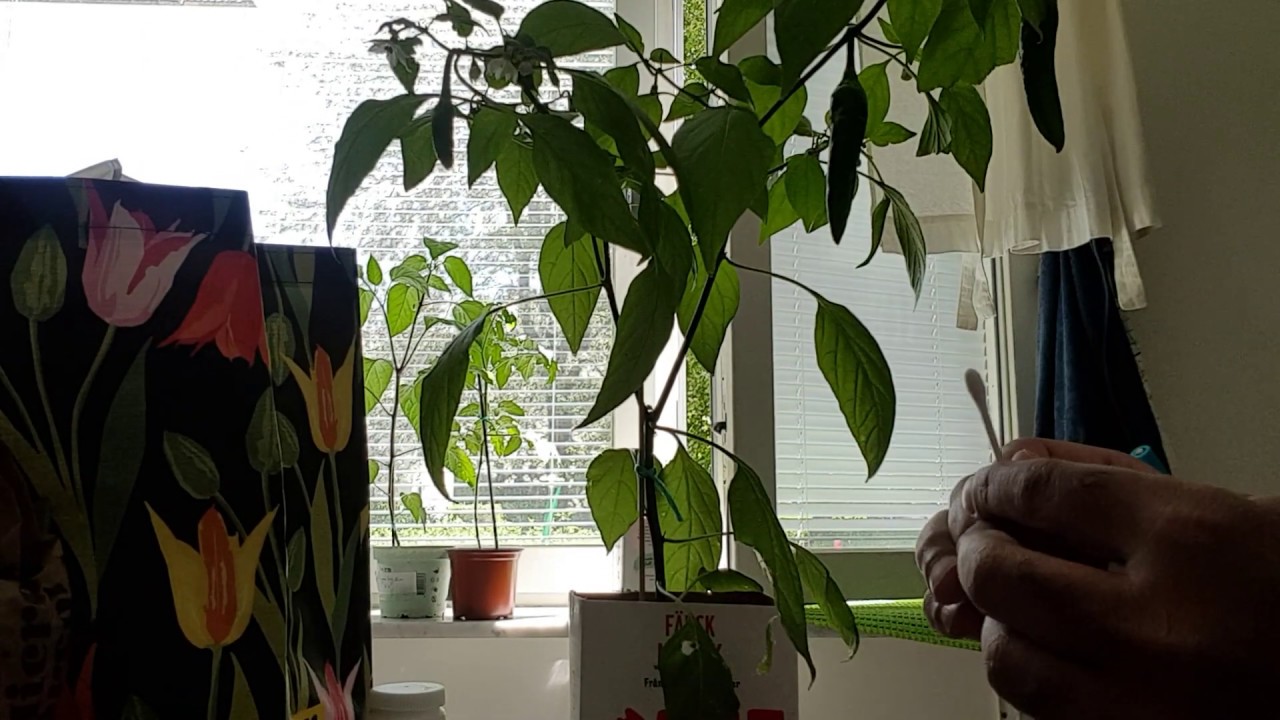 Hand pollinating pepper/chili (Urdu) / مرچ کے پودے کو ہاتھ سے پولینیٹ ...