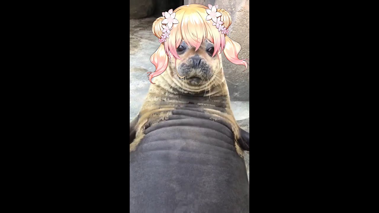 How to make a Nene Seal Angry【桃鈴ねね/MomosuzuNene】 - YouTube