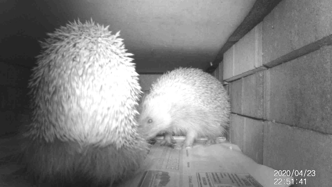 Hedgehog reaction (male to huffing female) - YouTube
